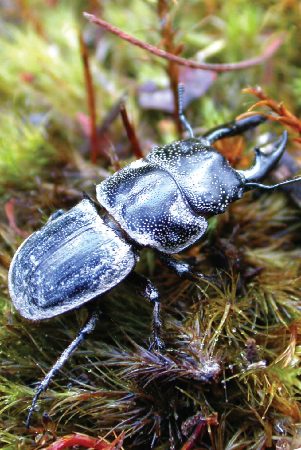 What is a forest? | Forest Education Foundation