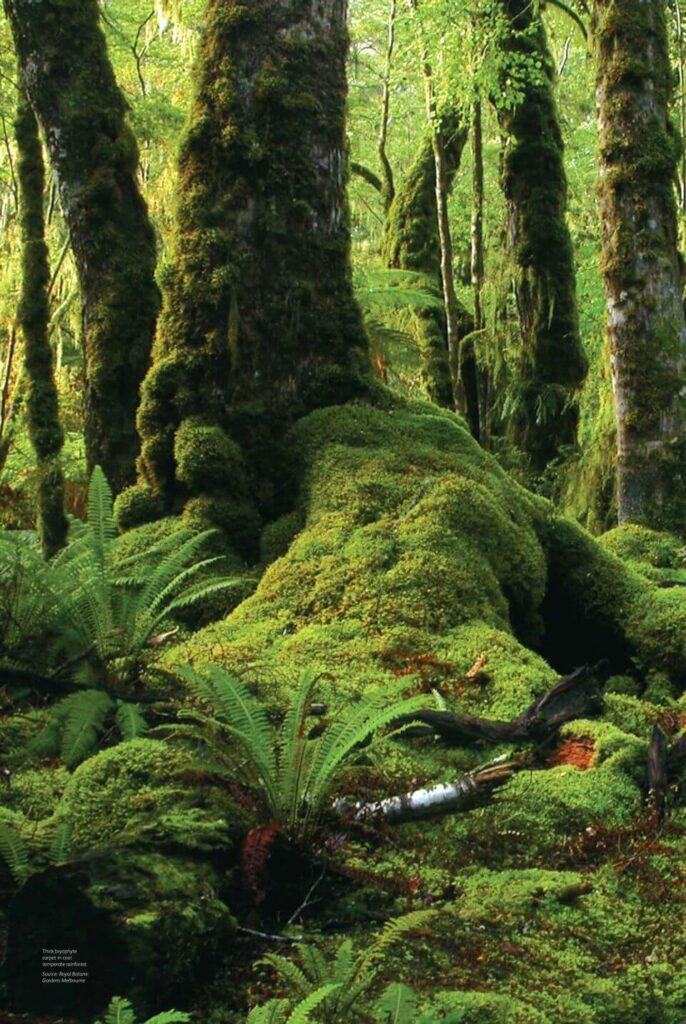 What is a forest? | Forest Education Foundation