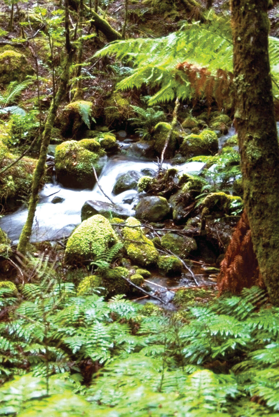 What is a forest? | Forest Education Foundation