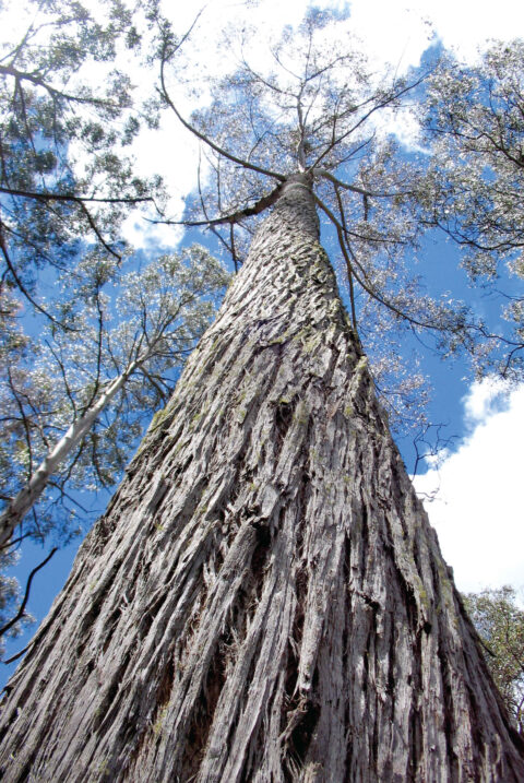 What is a forest? | Forest Education Foundation