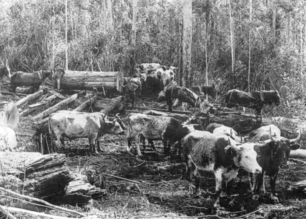 What do foresters do? | Forest Education Foundation