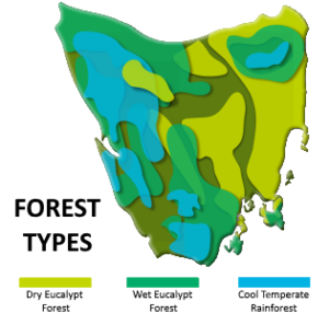 Forest Education Foundation | The stories behind our trees