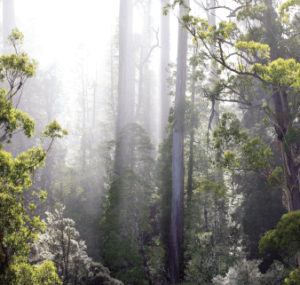 What is a forest? | Forest Education Foundation