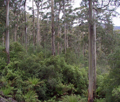 What is a forest? | Forest Education Foundation