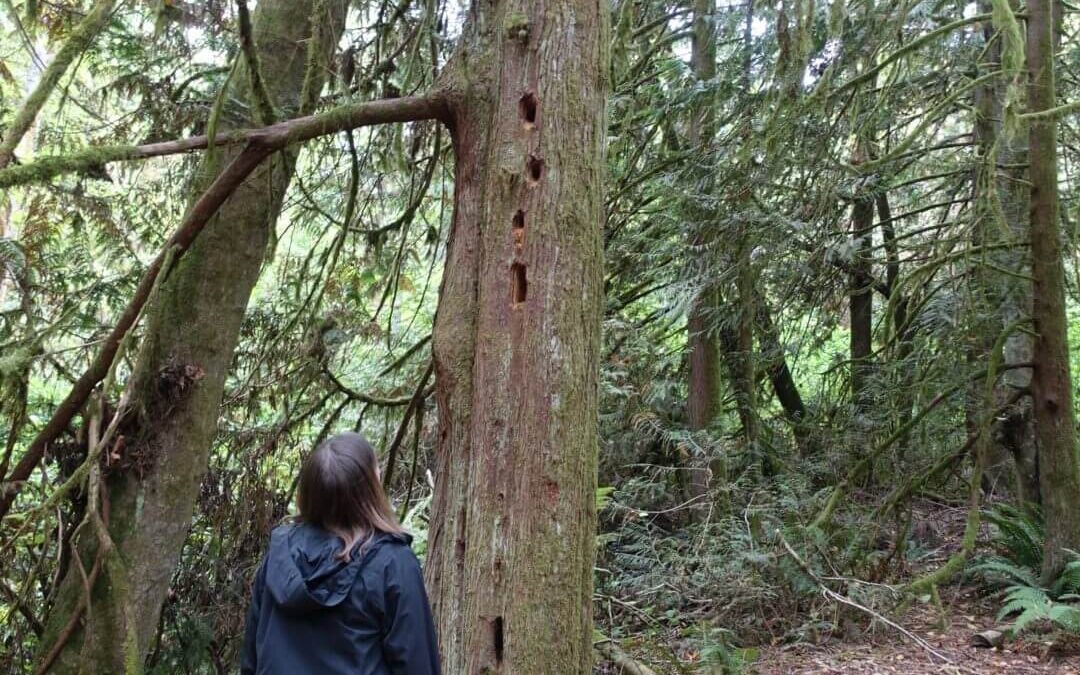 Projects | Forest Education Foundation