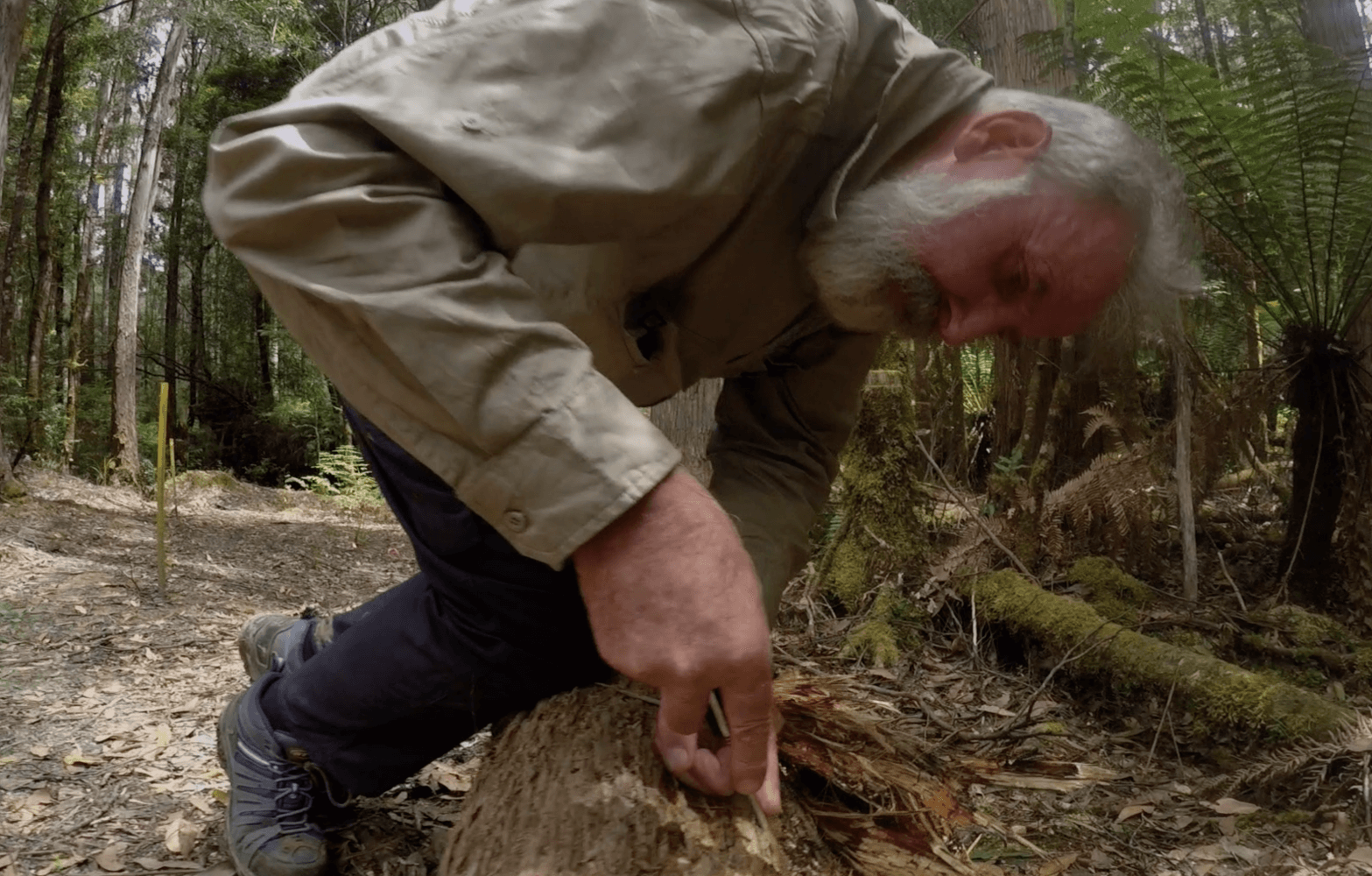 Story Tellers | Forest Education Foundation