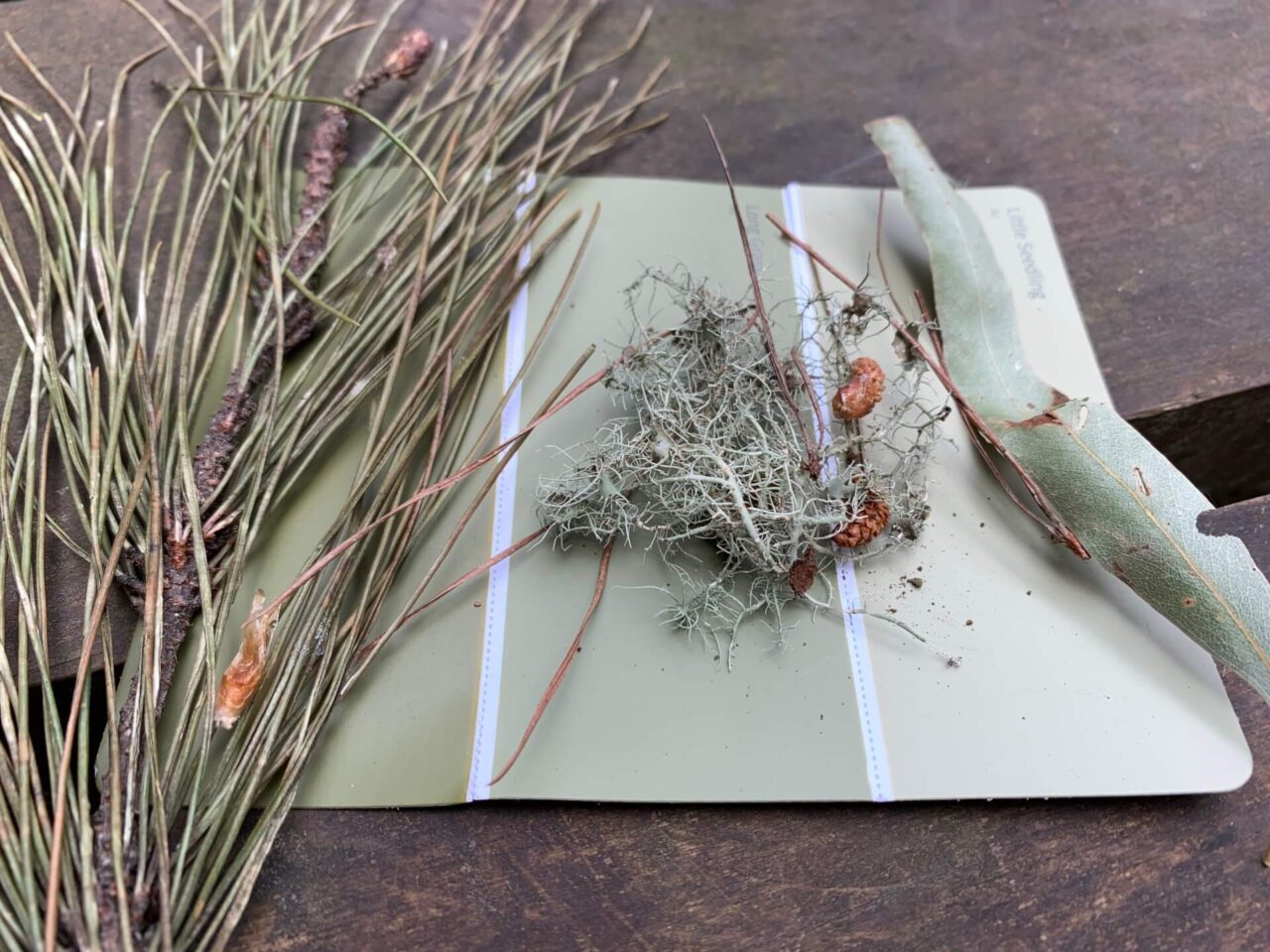 Primary Programs | Forest Education Foundation