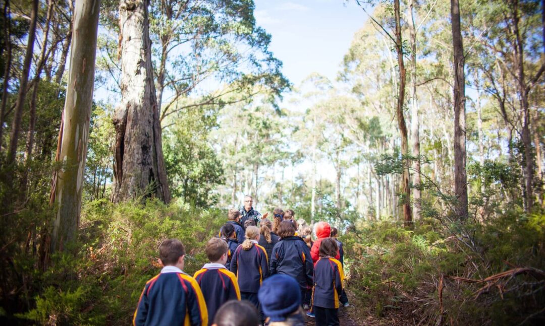 Years 5/6 Program and Resources | Forest Education Foundation