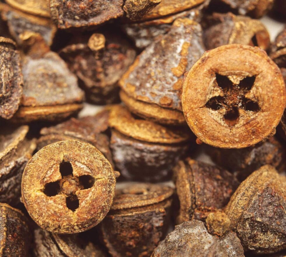 Ecosystem Explorers | Forest Education Foundation