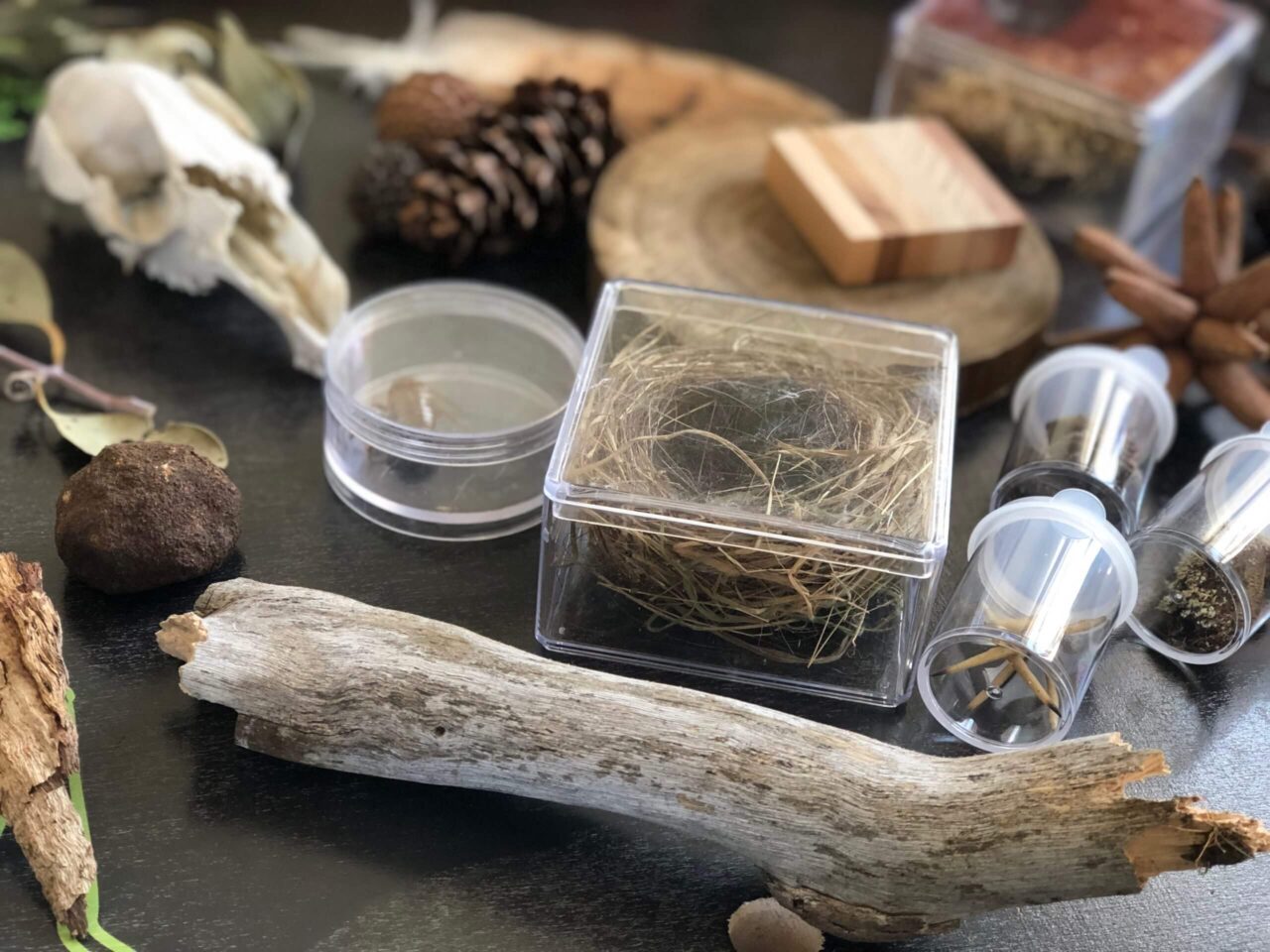 Our Programs | Forest Education Foundation