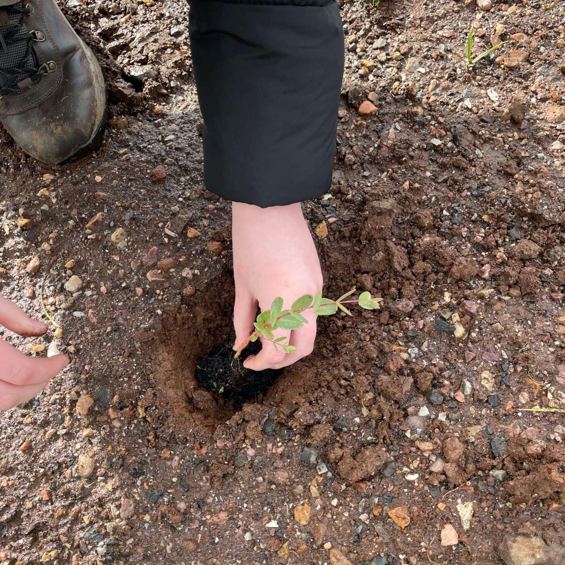 Forest Education Foundation | The stories behind our trees