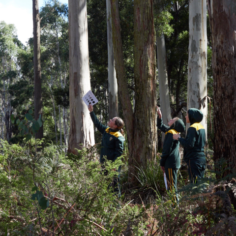 Forest Education Foundation | The stories behind our trees