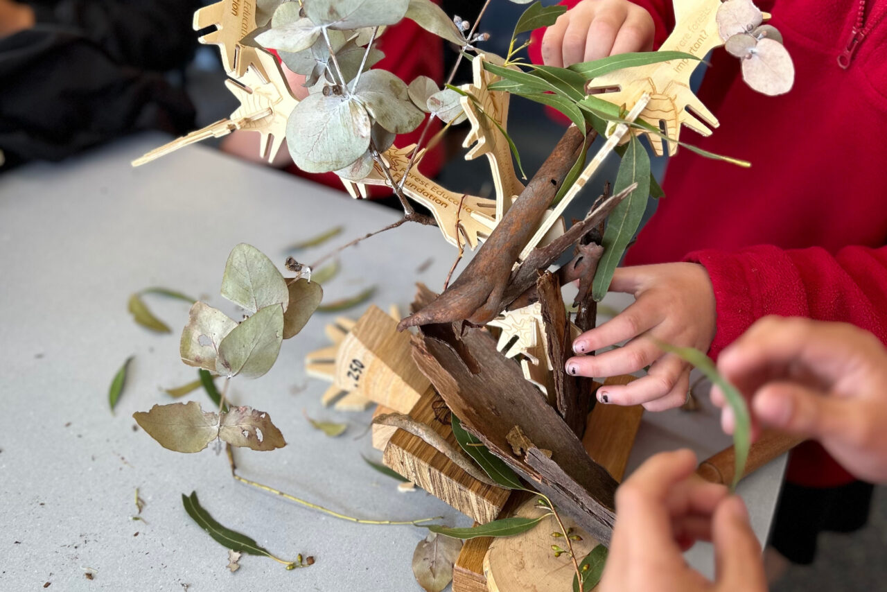 Years 1/2 Program and Resources | Forest Education Foundation