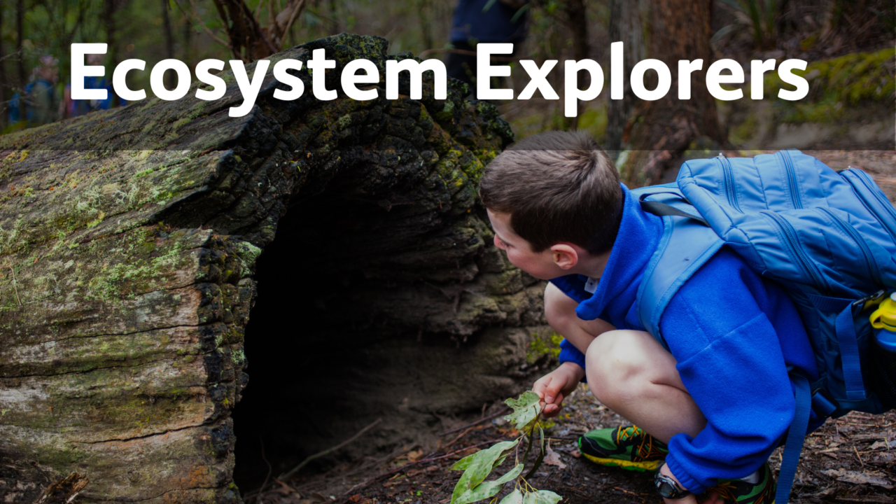 Years 3/4 Program and Resources | Forest Education Foundation